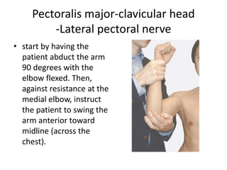Examination of individual muscles and nerves of upper limb | PPTX