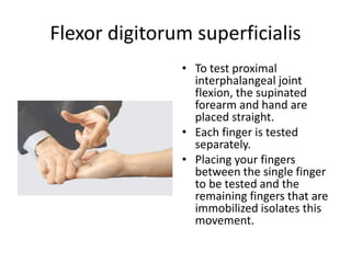 Flexor Digitorum Superficialis Testing