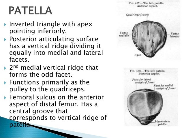 Knee Anatomy Sulcus Terminalis