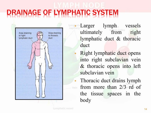 EXAMINATION OF LYMPH NODE..pptx