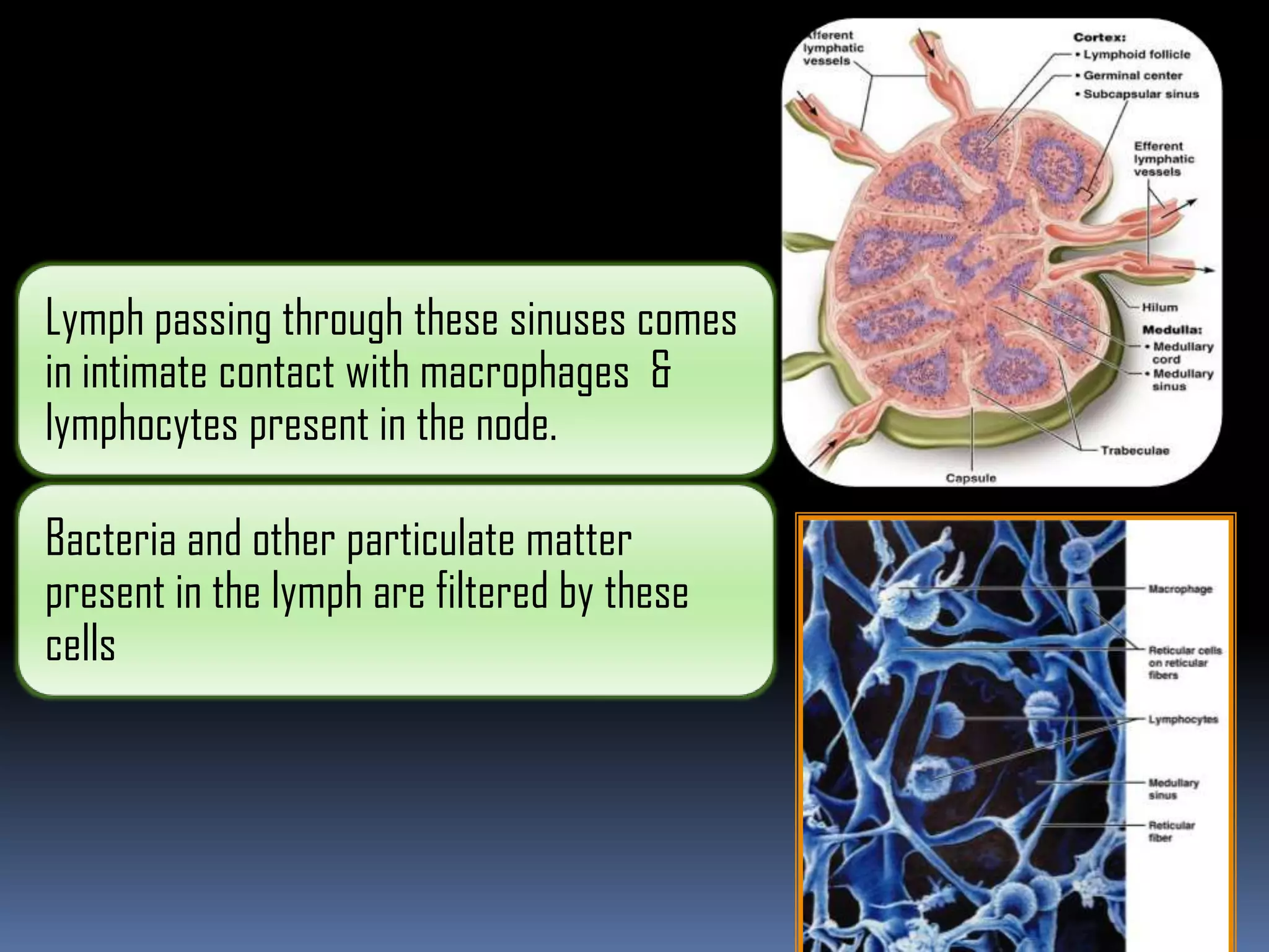 Examination of lymphnodes and cervicofacial lymphadenopathy | PPTX