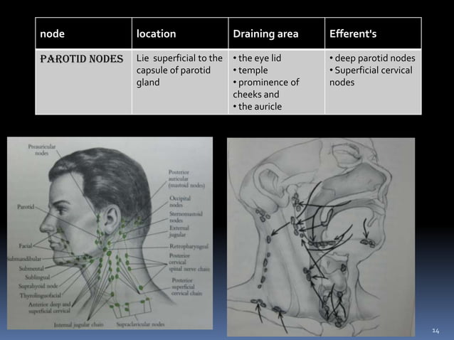 Examination of lymphnodes and cervicofacial lymphadenopathy | PPTX
