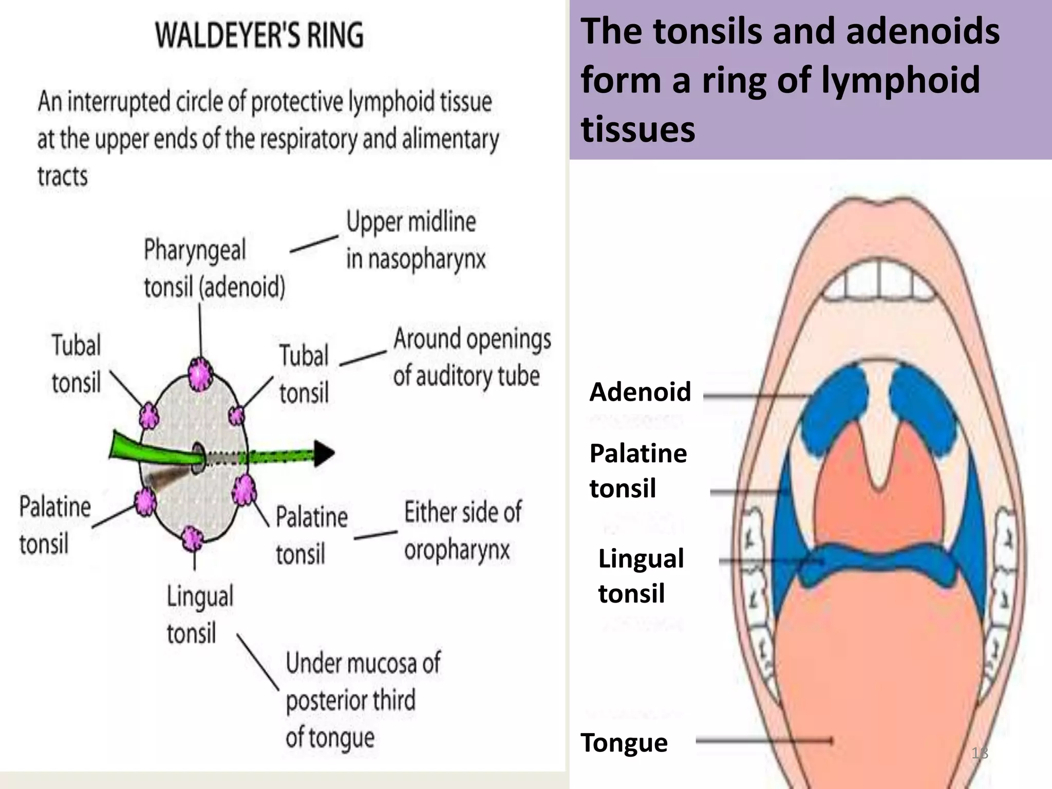 Examination of lymph nodes of head and neck | PPTX