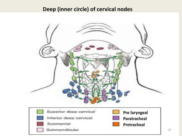 Examination of lymph nodes of head and neck | PPT