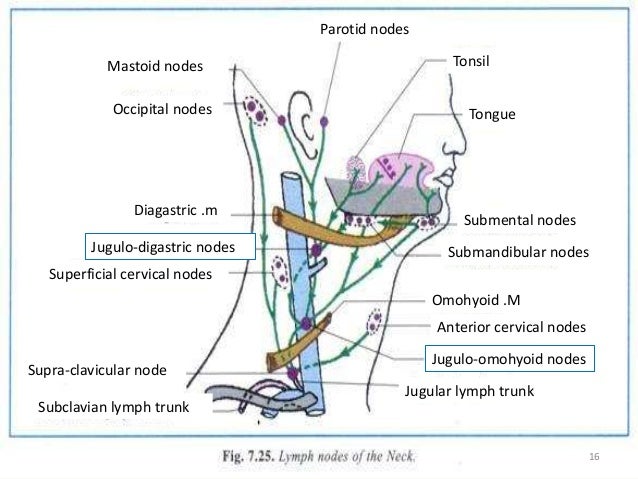 Examination of lymph nodes of head and neck