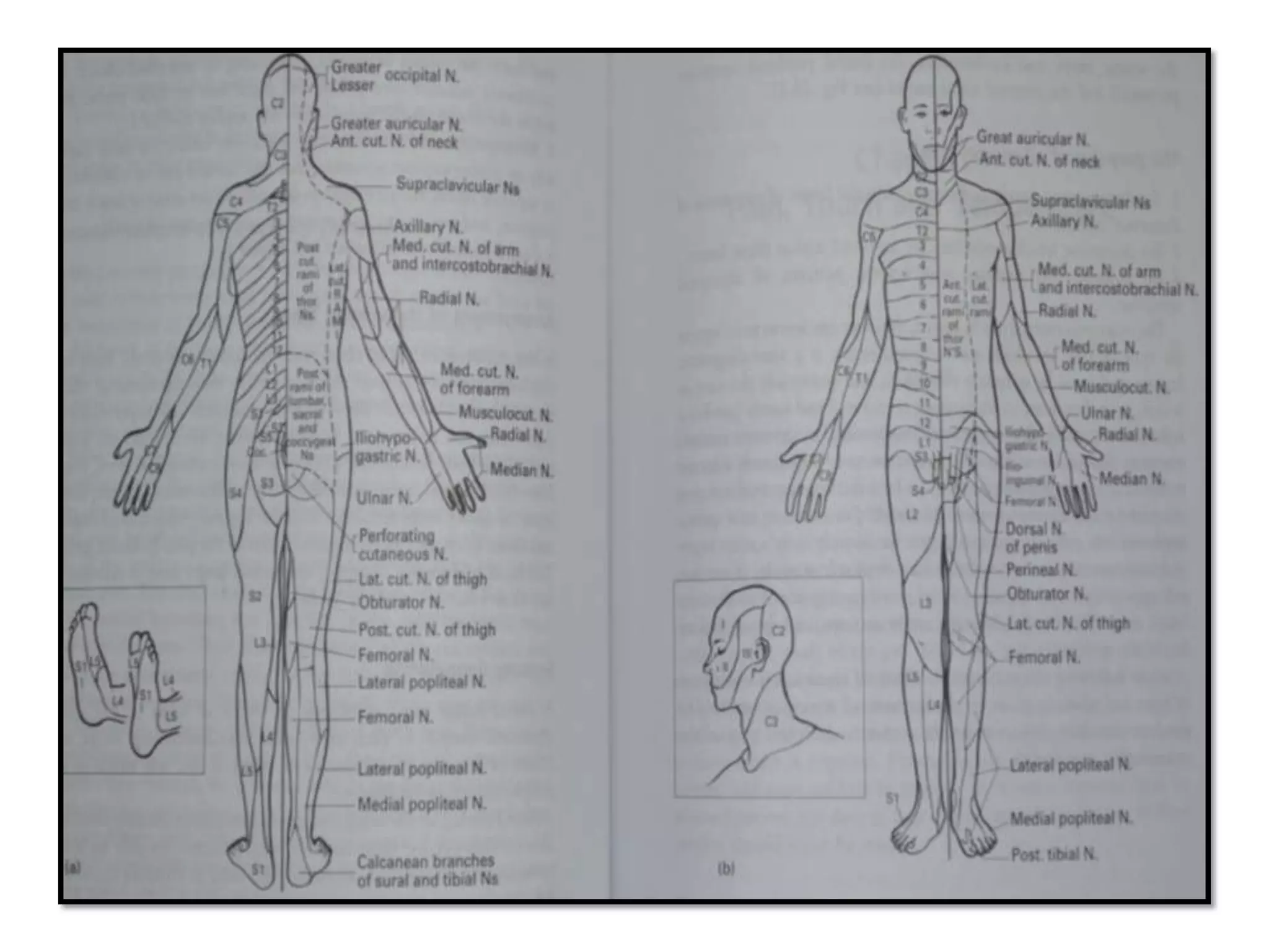 Examination of motor system | PPTX