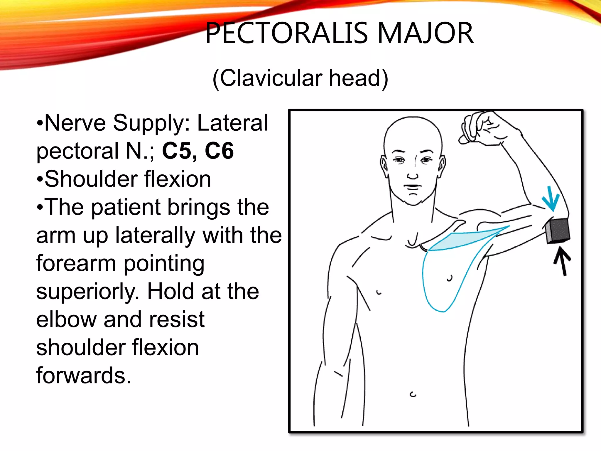 Examination of motor system | PPTX