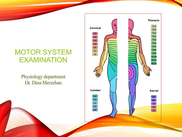 Examination of motor system | PPT