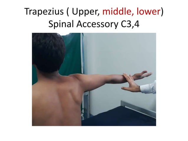 Examination of muscles | PPT