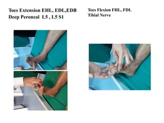 Examination of muscles | PPTX