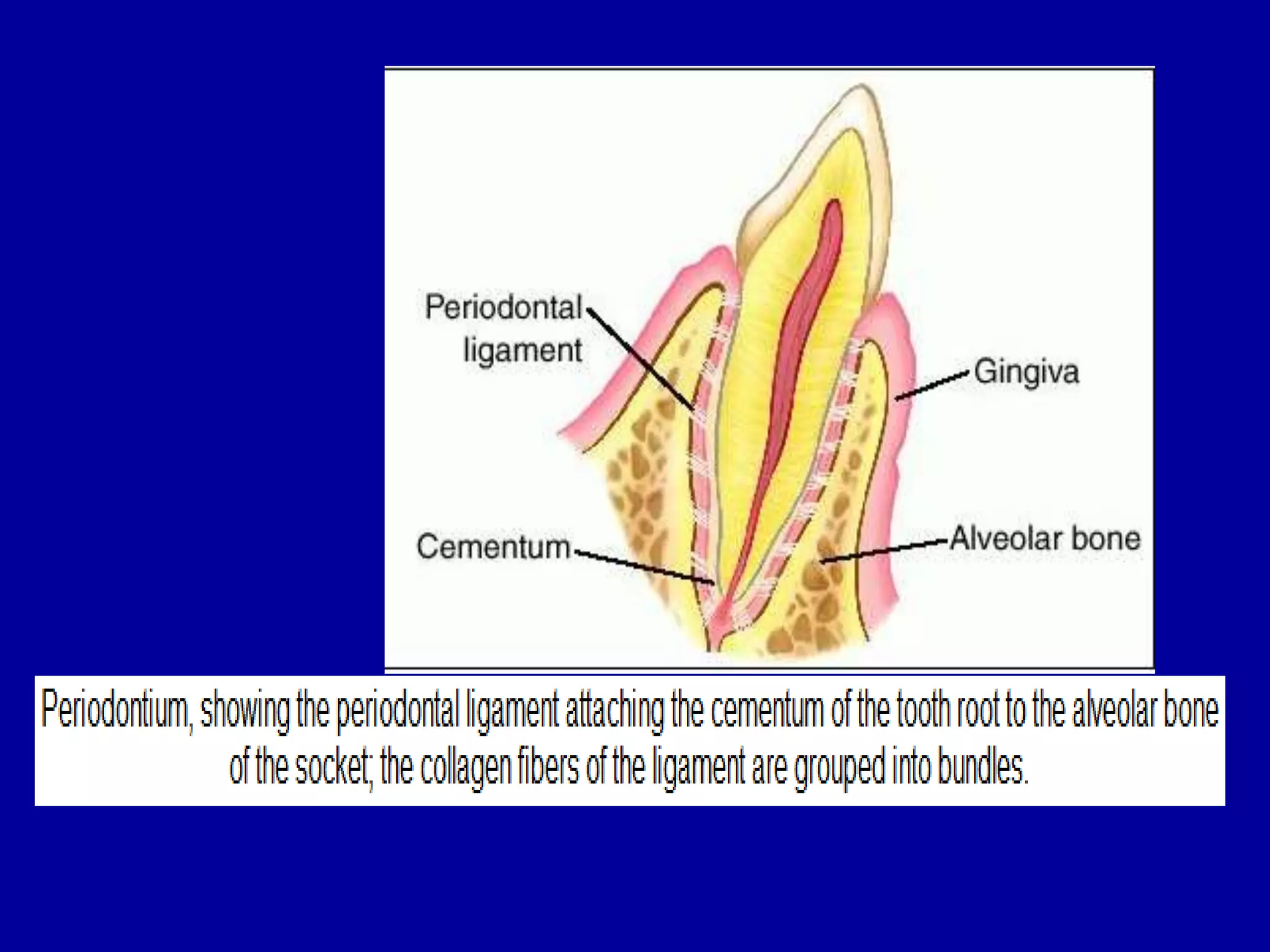 examination_of_periodontium.ppt