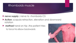Examination of power of muscles copy.pptx
