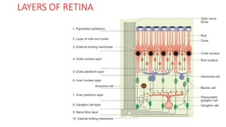examination of retina and its function for medical students | PPTX