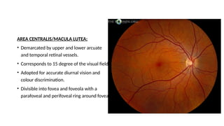 examination of retina and its function for medical students | PPTX