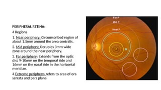 examination of retina and its function for medical students | PPTX