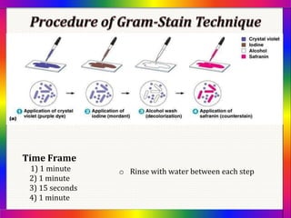 examination of stained microorganisms.pptx