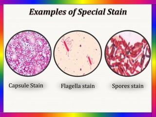 examination of stained microorganisms.pptx