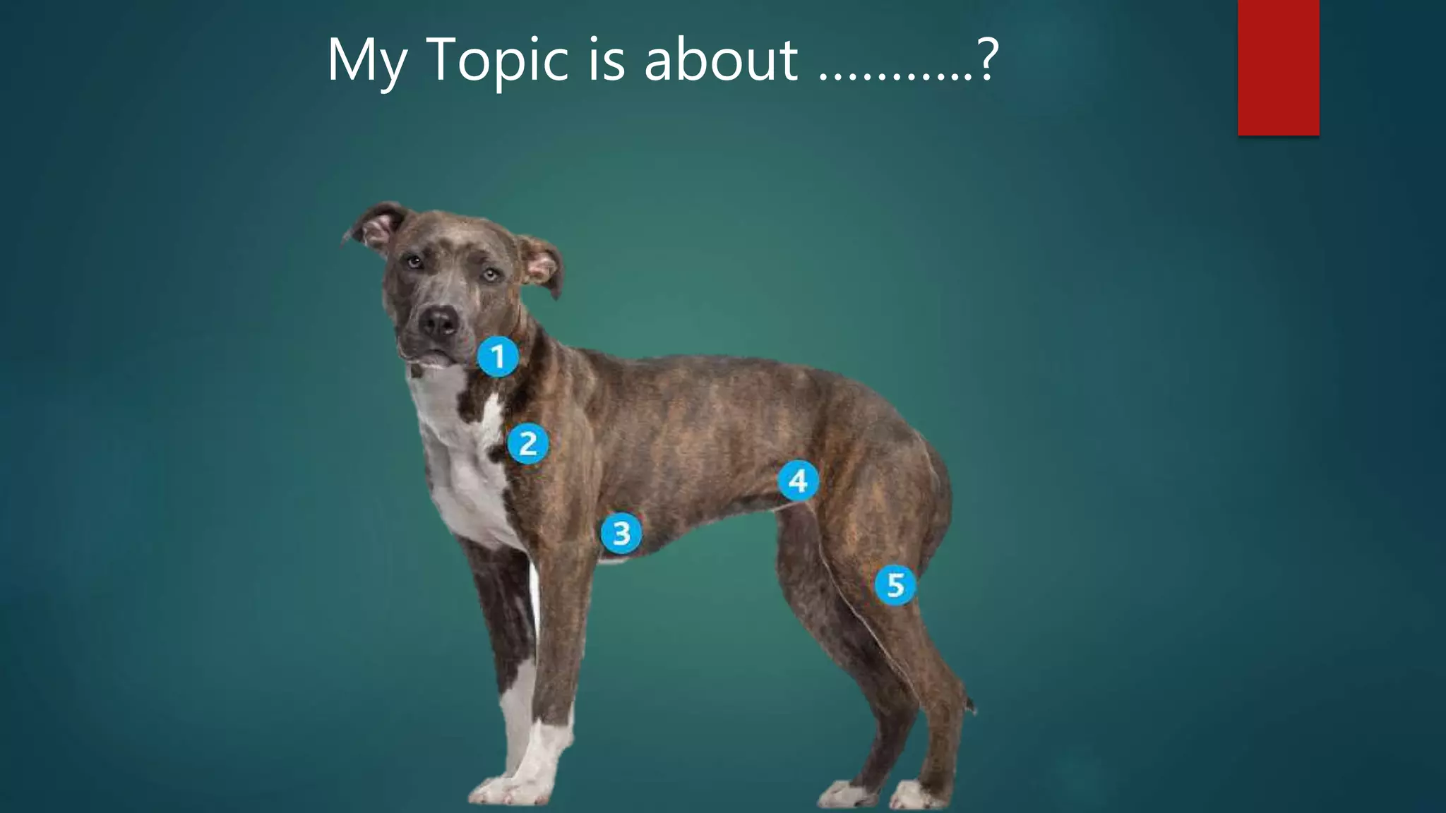 Superficial Lymph Nodes Dog