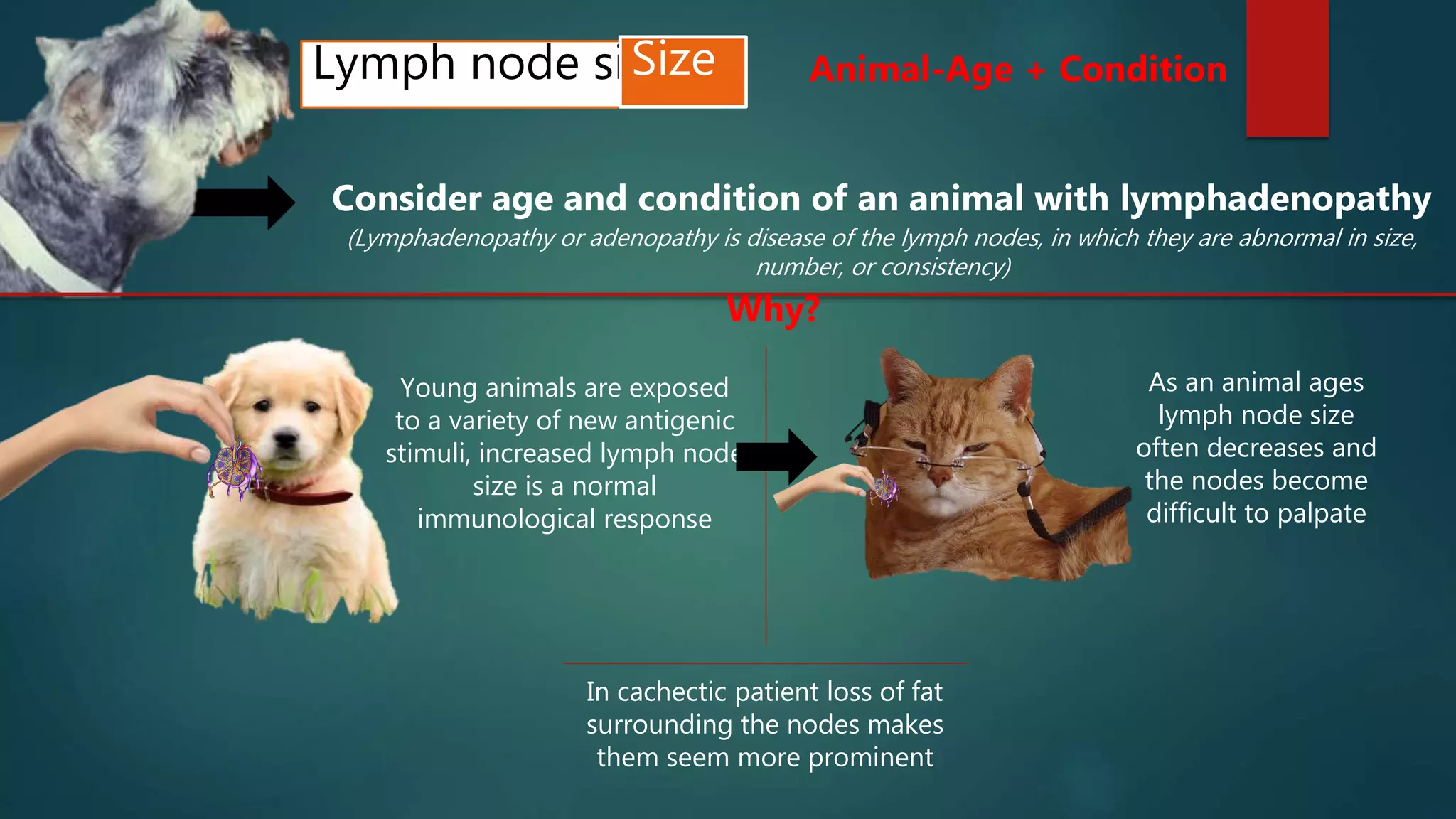 Examination of superficial lymph nodes in dogs and cat | PPTX