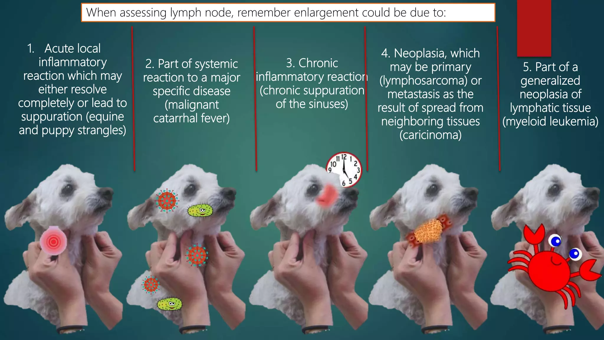 Examination of superficial lymph nodes in dogs and cat | PPTX
