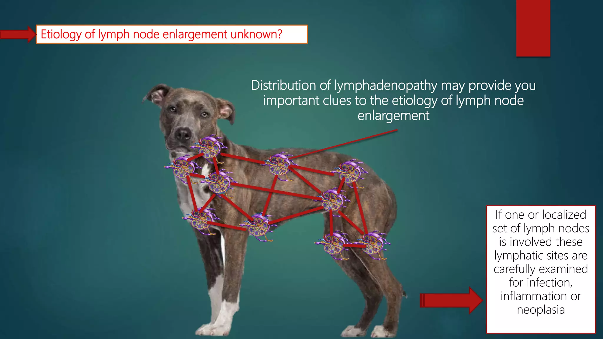 Examination of superficial lymph nodes in dogs and cat | PPTX
