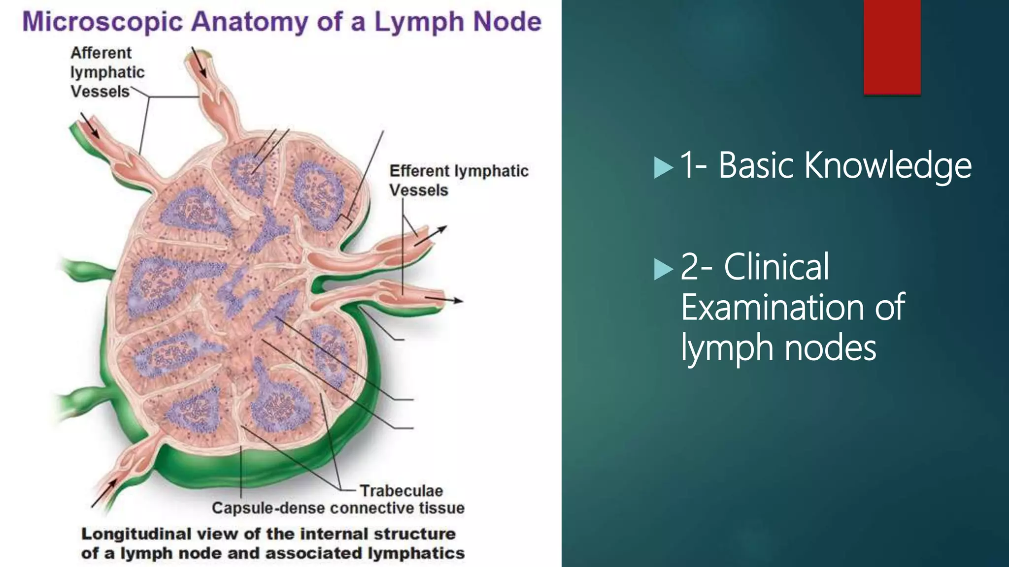 Dog Anatomy Lymph Nodes Diagram Digital Artery Dog Best Digital And