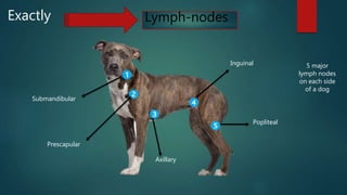 Examination of superficial lymph nodes in dogs and cat | PPTX | Cancer ...