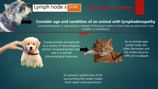 Examination of superficial lymph nodes in dogs and cat | PPTX | Cancer ...