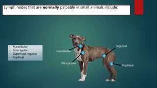 Superficial Inguinal Lymph Nodes Dog