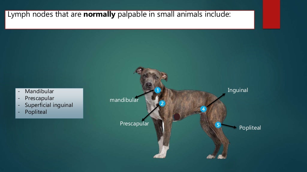 Examination of superficial lymph nodes in dogs and cat