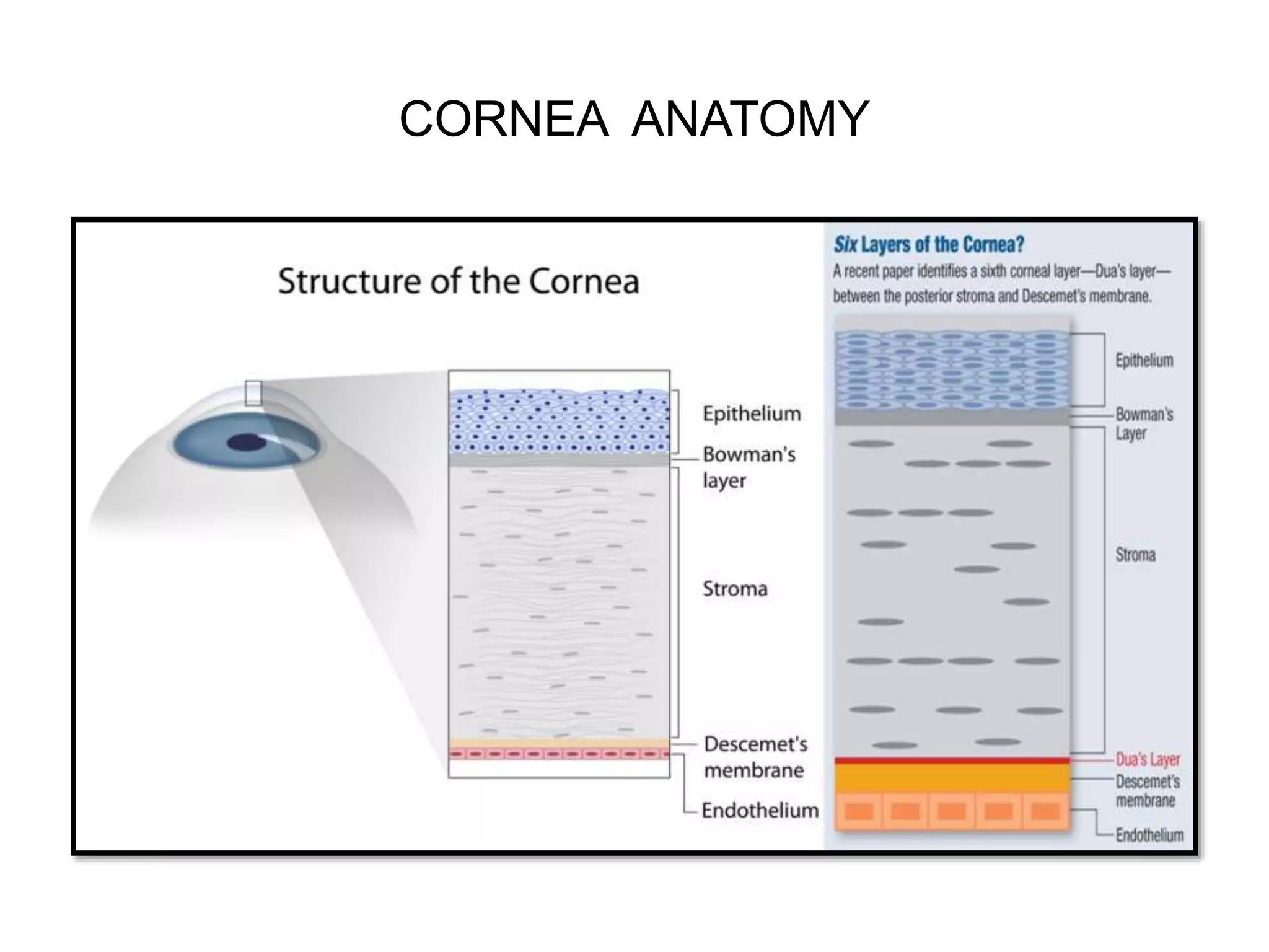 Examination of the cornea by Dr. Iddi Ndyabawe | PPTX