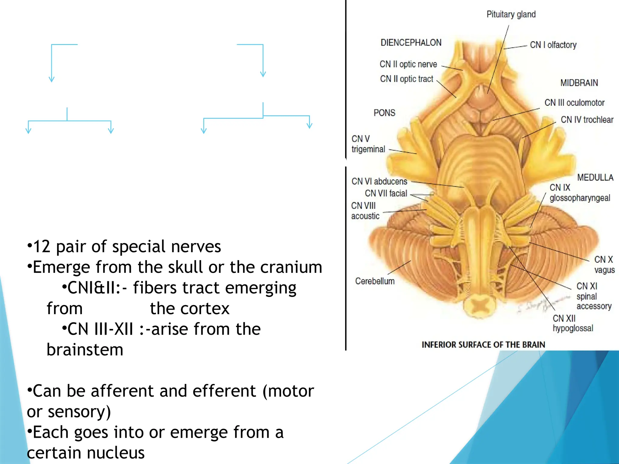 Examination of the cranial nerves PD.pptx
