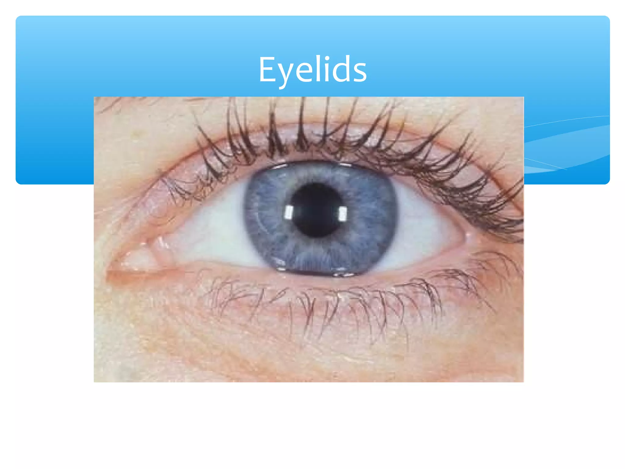 Cinical examination of the eye | PPT