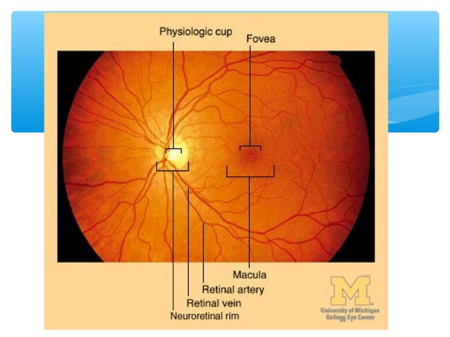 Cinical examination of the eye | PPT