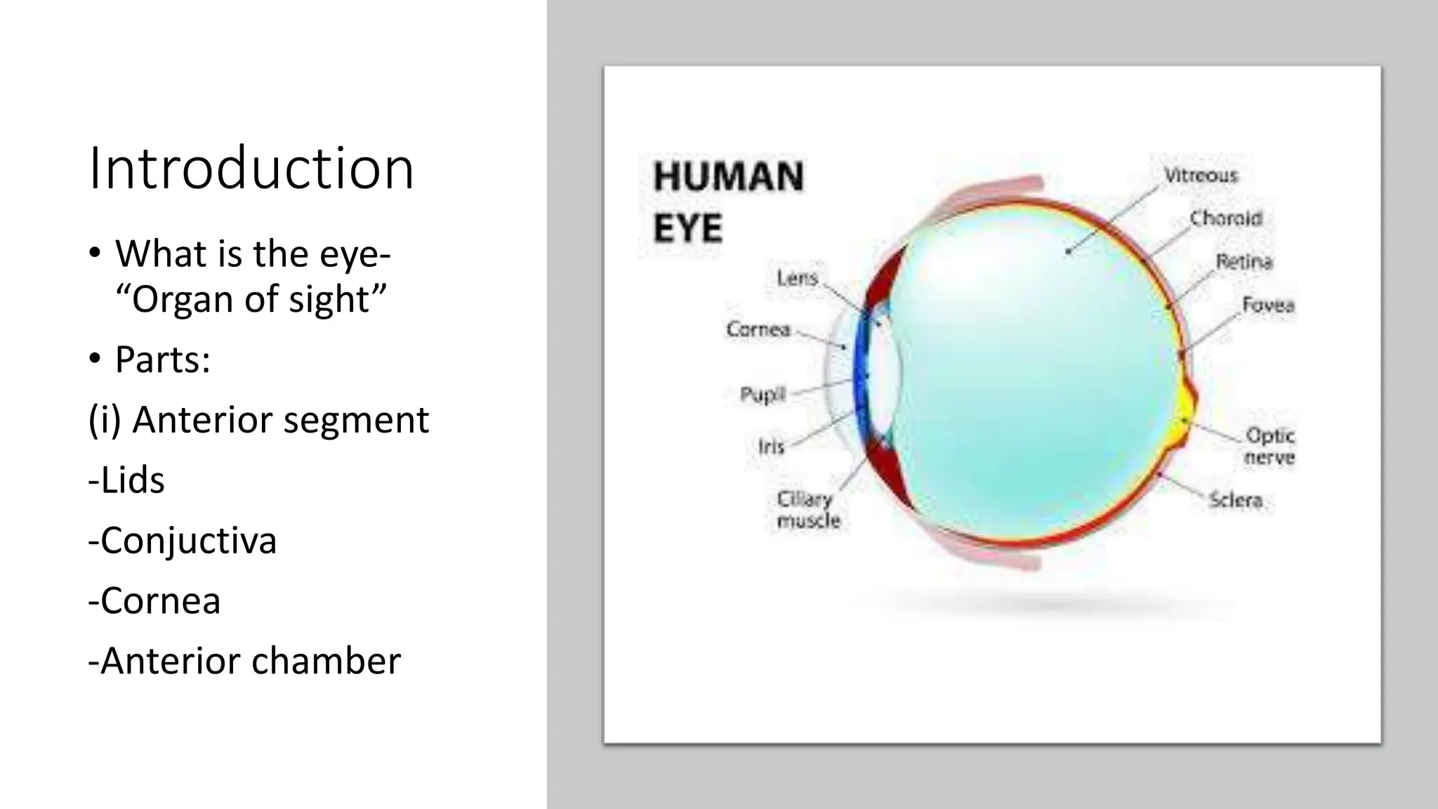 EXAMINATION OF THE EYE.pptx