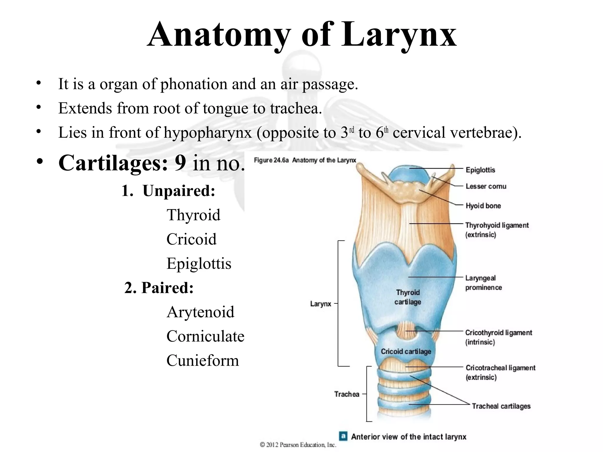 brief anatomy of larynx and its clinical evaluation | PPT