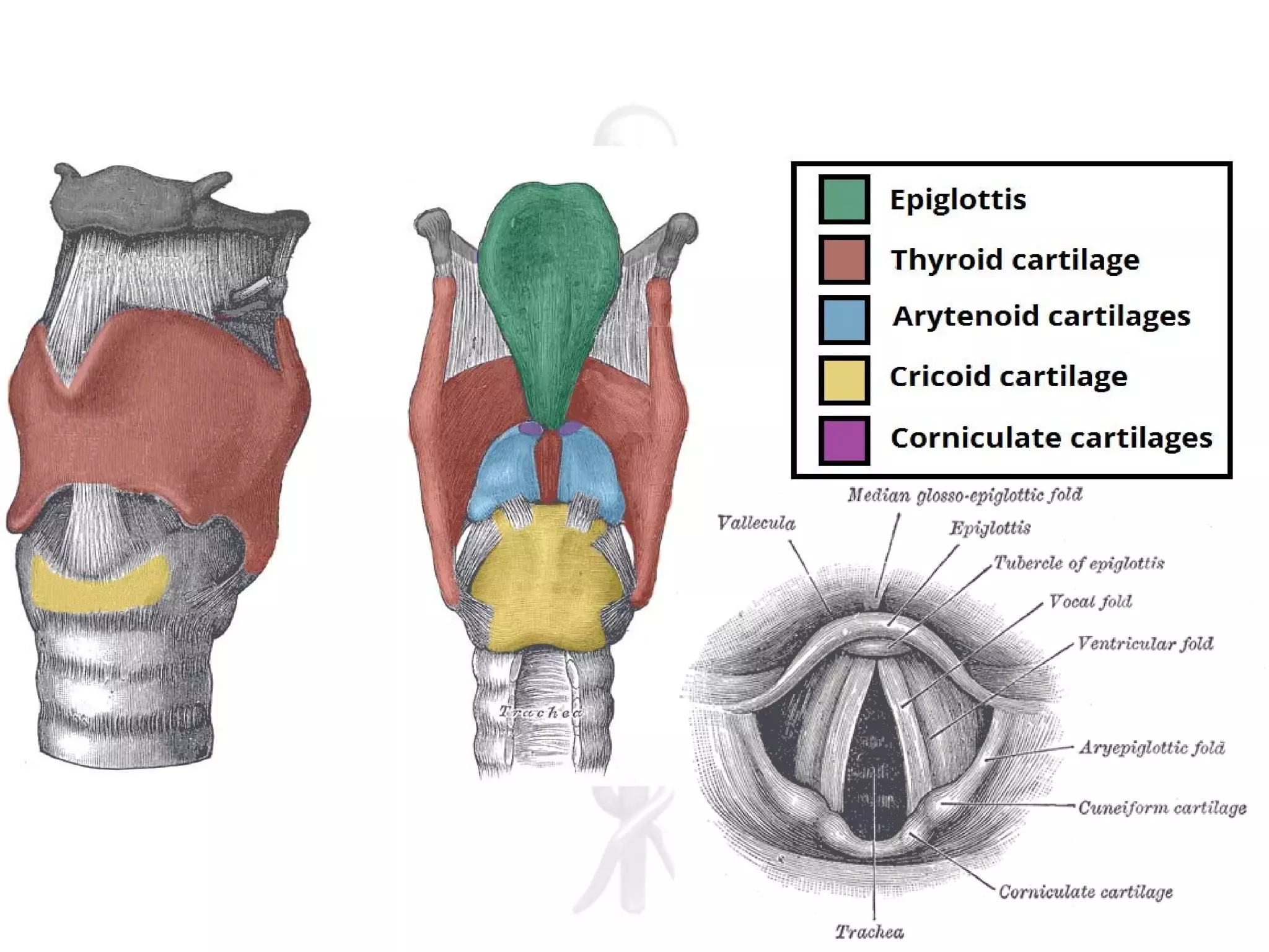 brief anatomy of larynx and its clinical evaluation | PPT
