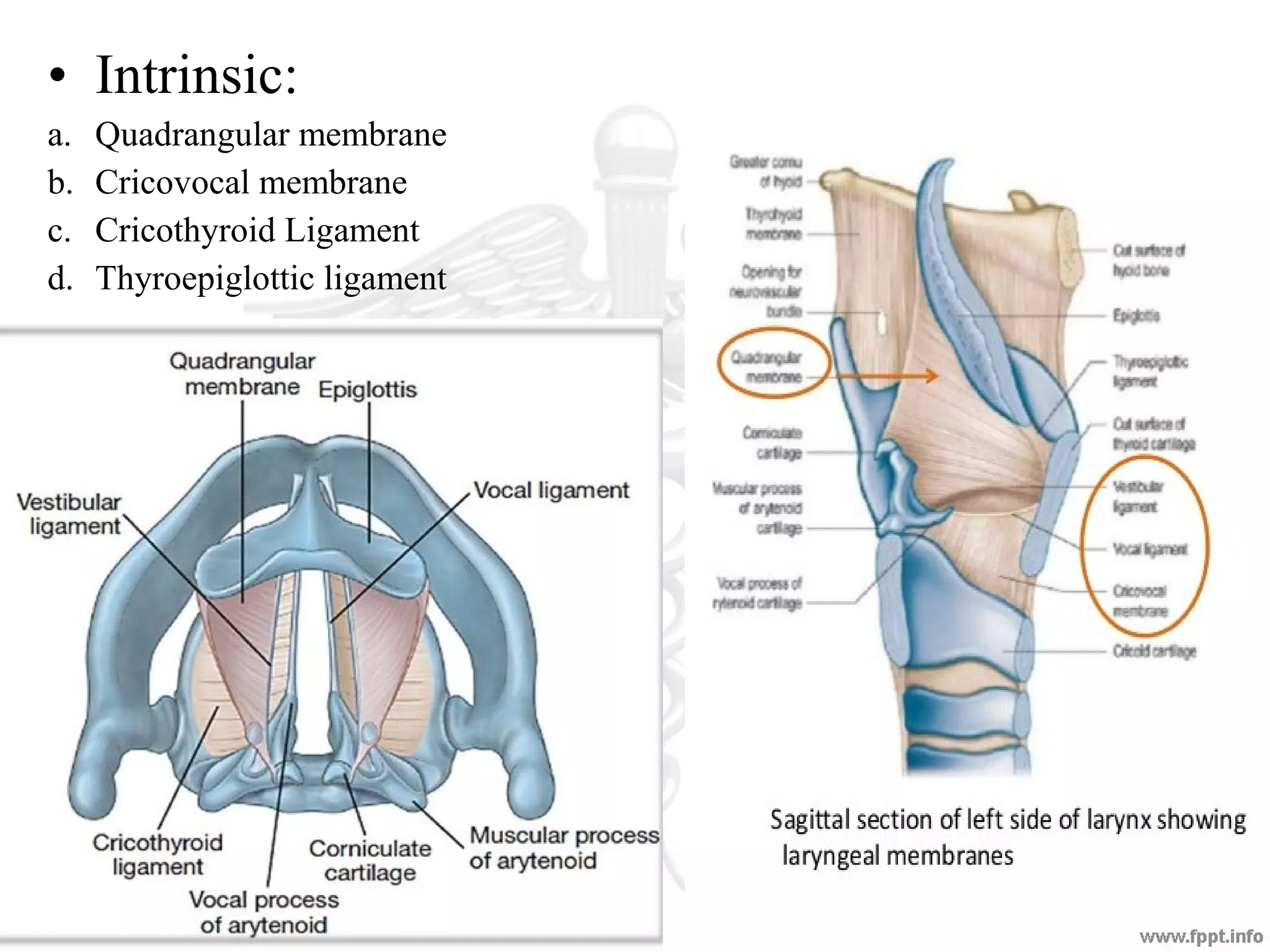 brief anatomy of larynx and its clinical evaluation | PPT