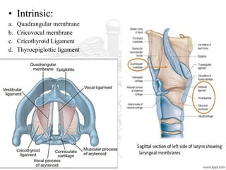 brief anatomy of larynx and its clinical evaluation | PPT