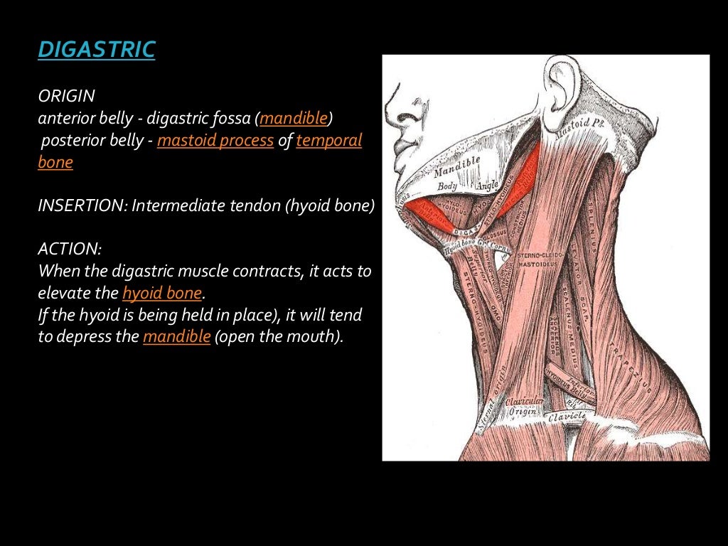 Examination of tmj &muscles of mastication (2)