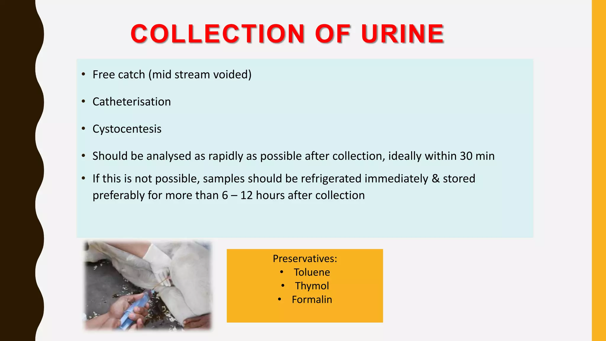 examination_of_urinary_system.pptx