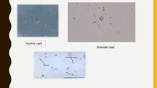 examination_of_urinary_system.pptx