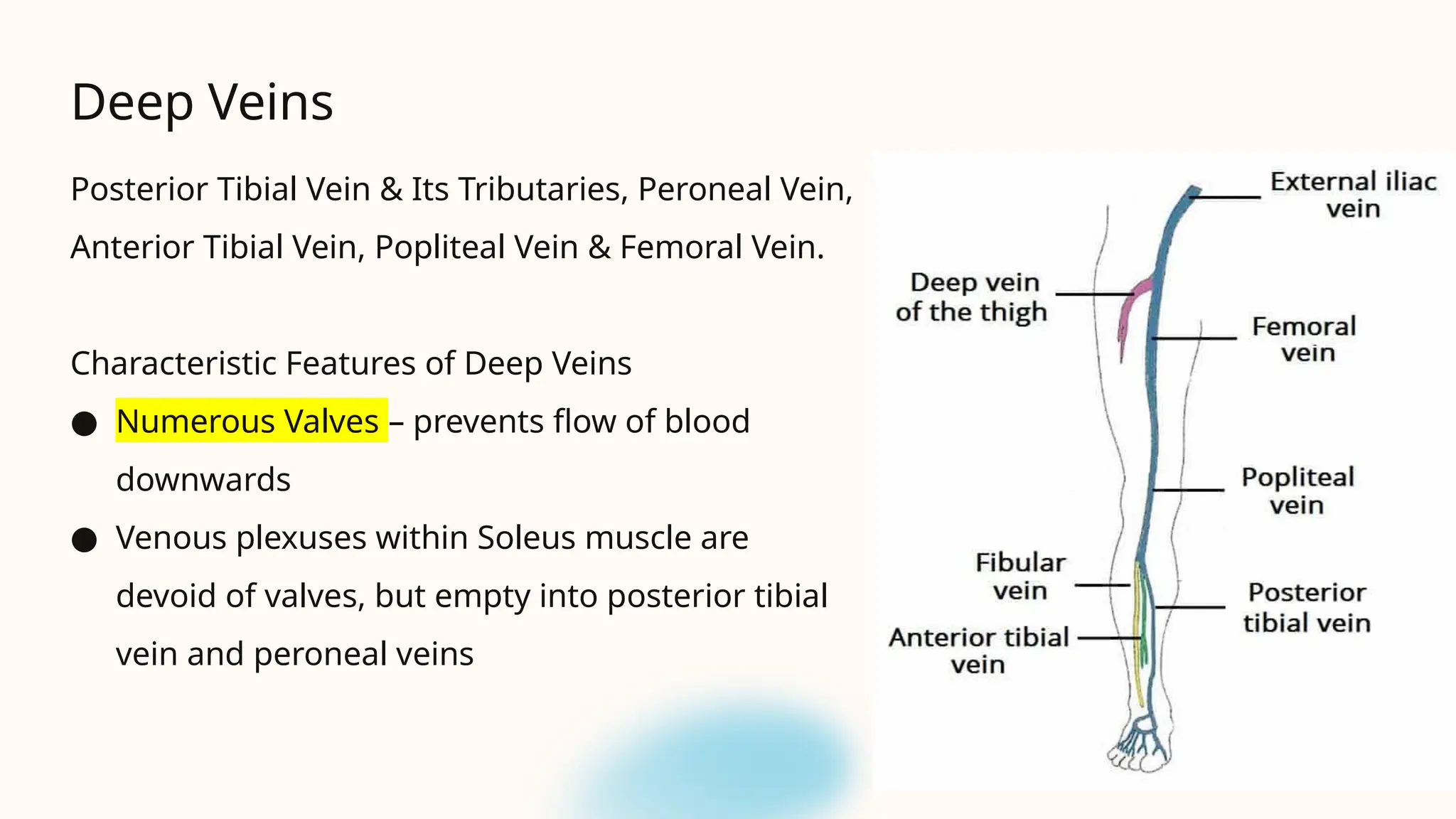 Examination of Varicose Veins & its Radiological Findings | PPTX