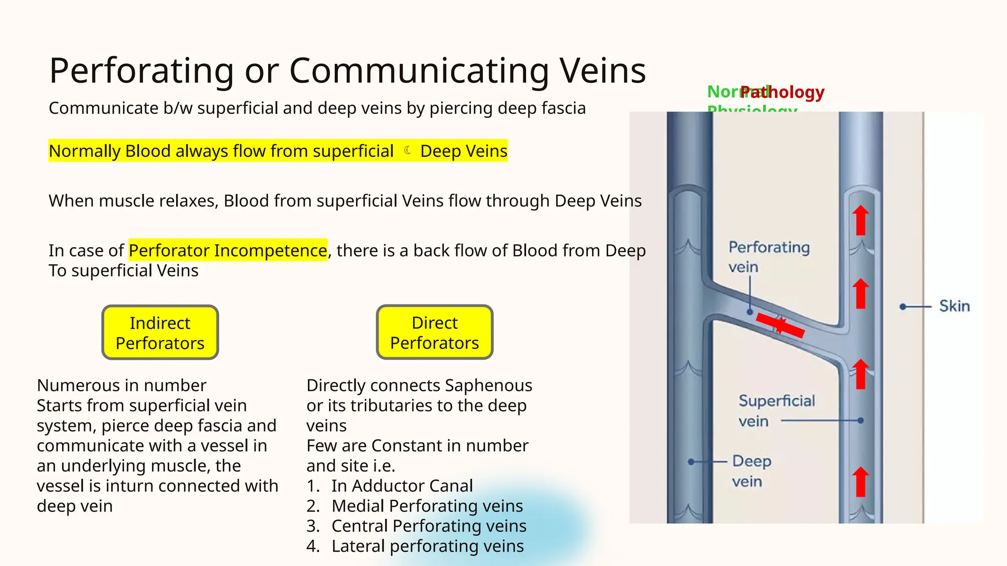 Examination of Varicose Veins & its Radiological Findings | PPTX