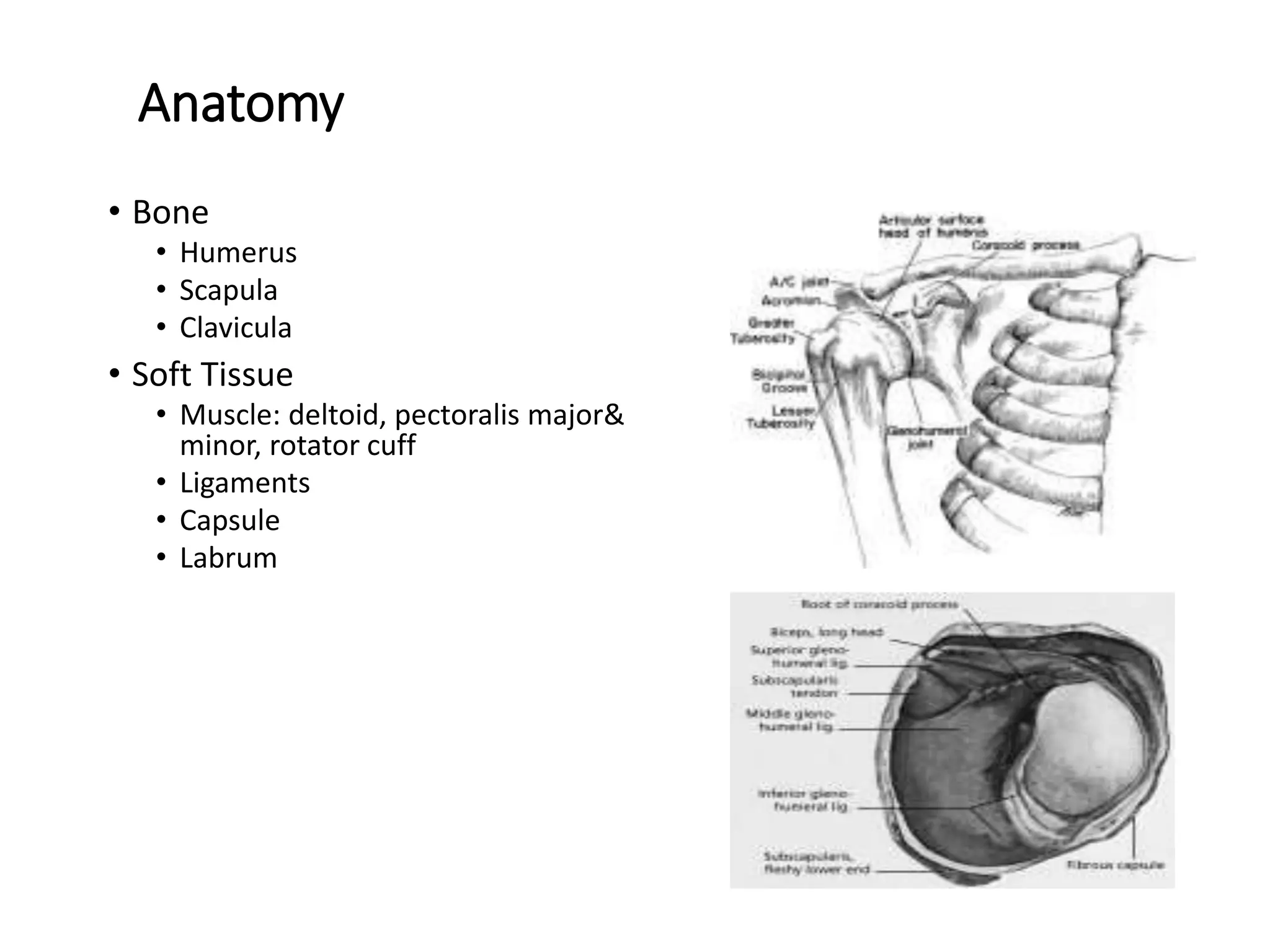 Examination Shoulder (1).pptx