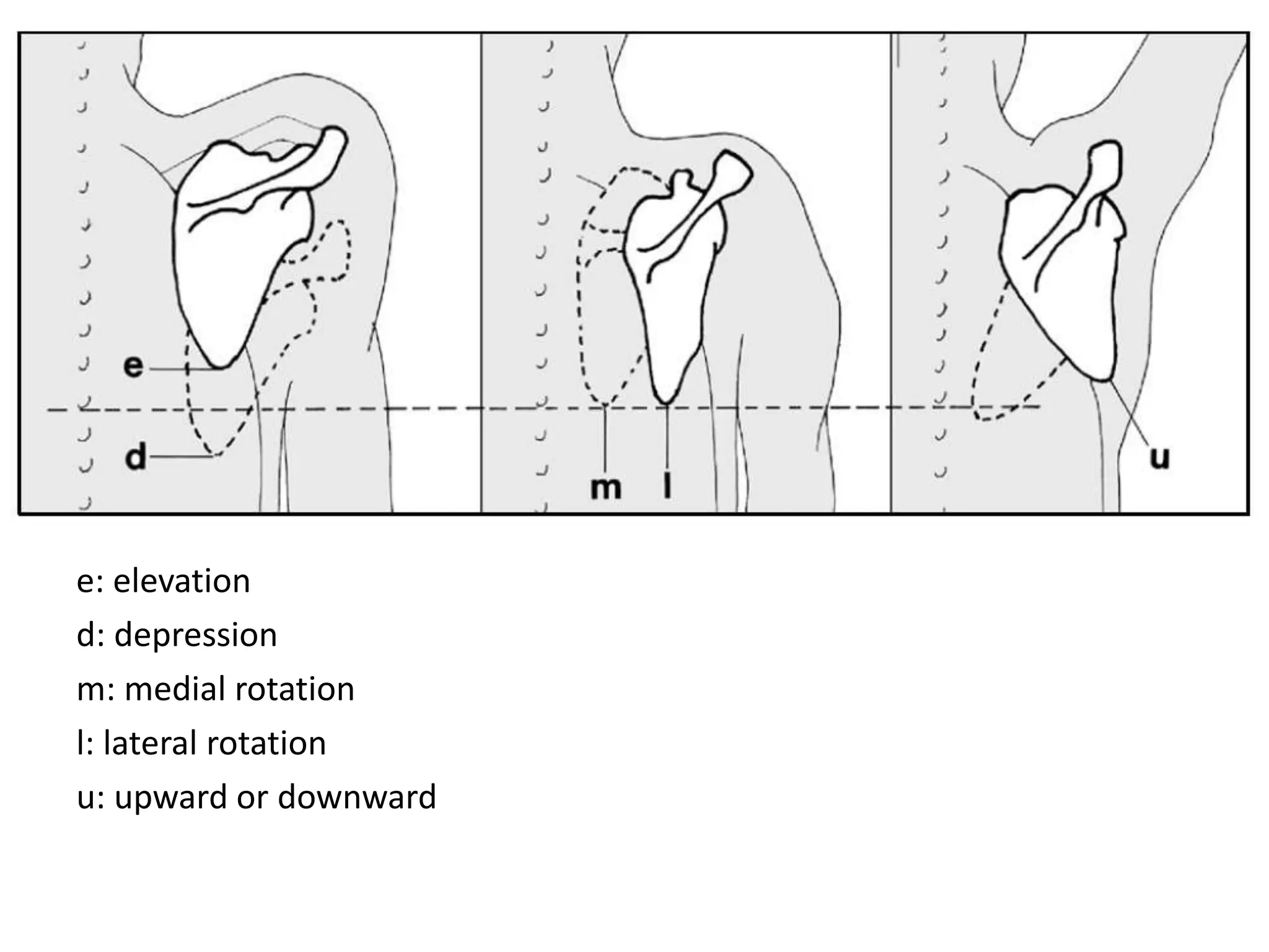 Examination Shoulder (1).pptx