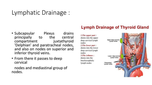 Exam of thyrod gland | PPT
