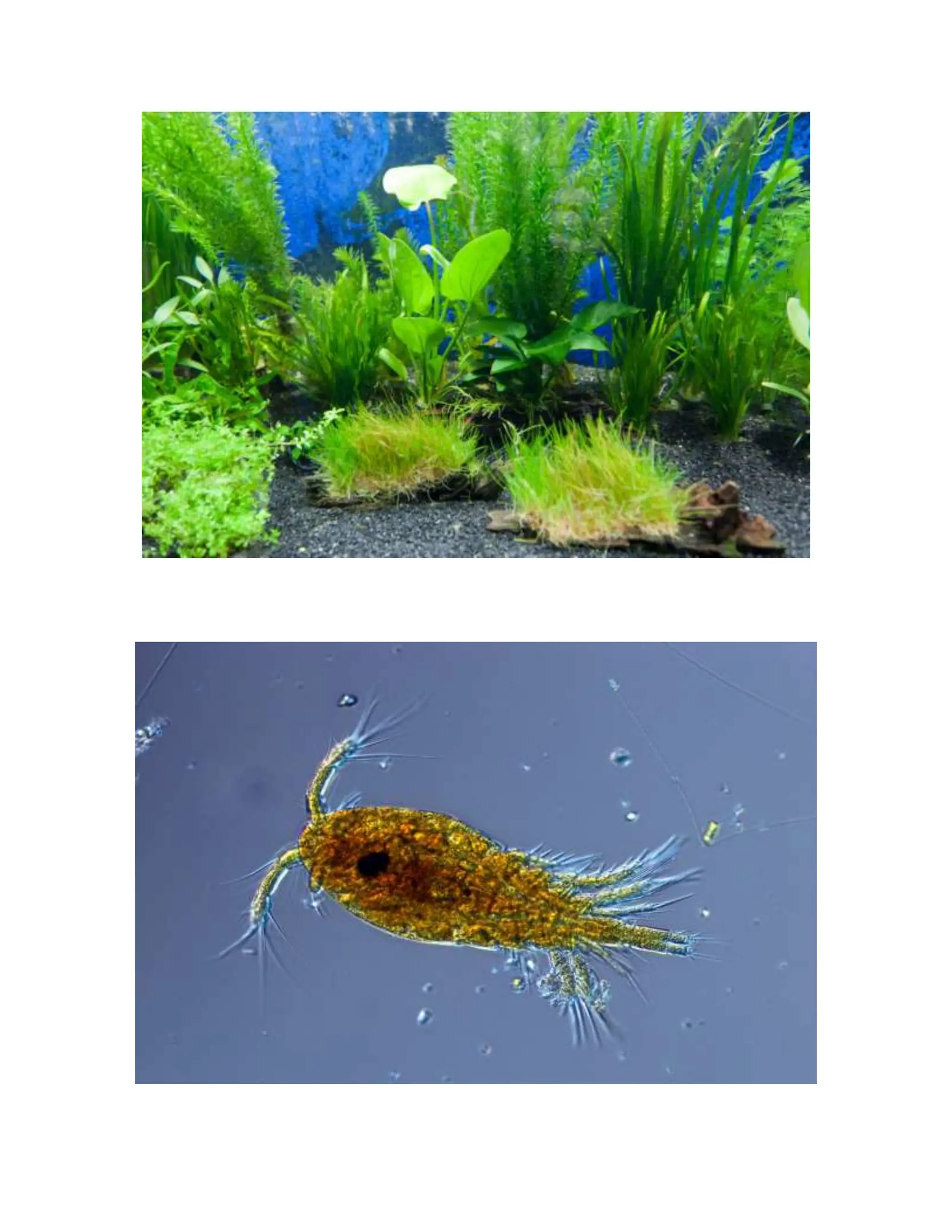 Example pictures.docx