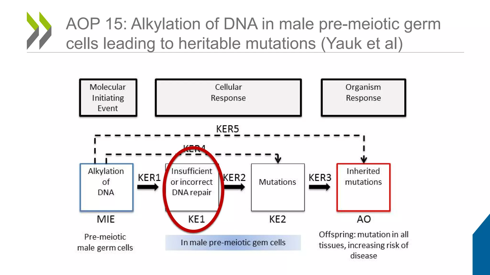 Examples of implementing weight of evidence in adverse outcome pathways ...