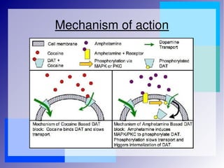 Examples of drug action on synapses | PDF